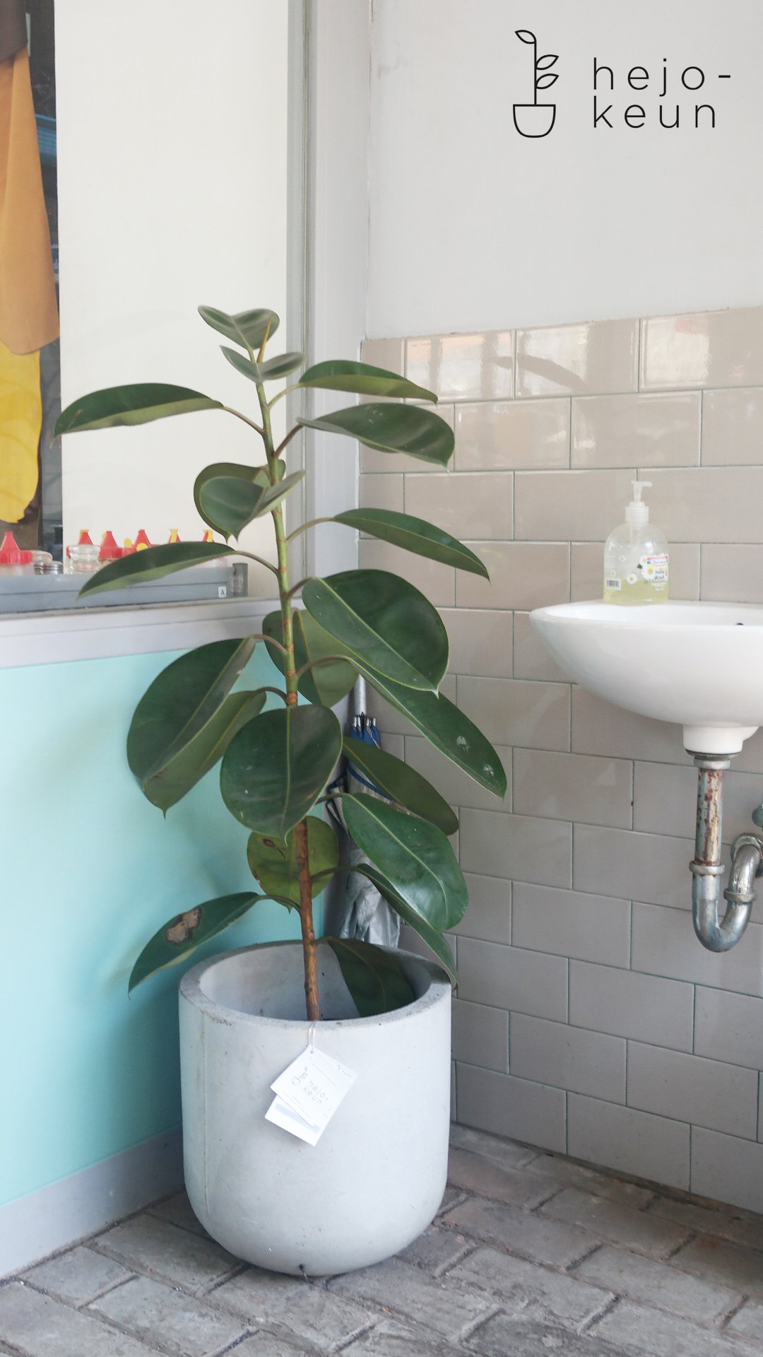 Terazo pot & Plant Styling - RIRE Landscape StudioRIRE Landscape Studio